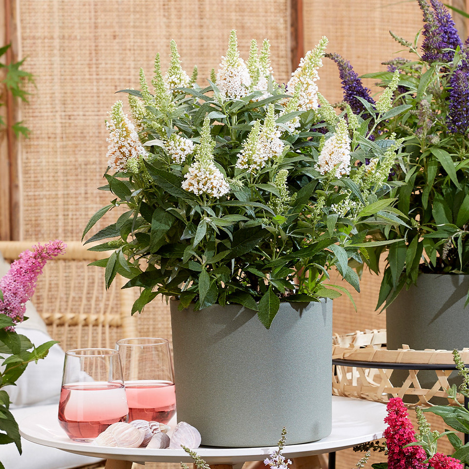 Buy Buddleia Dwarf Butterfly Candy Collection | J. Parker's