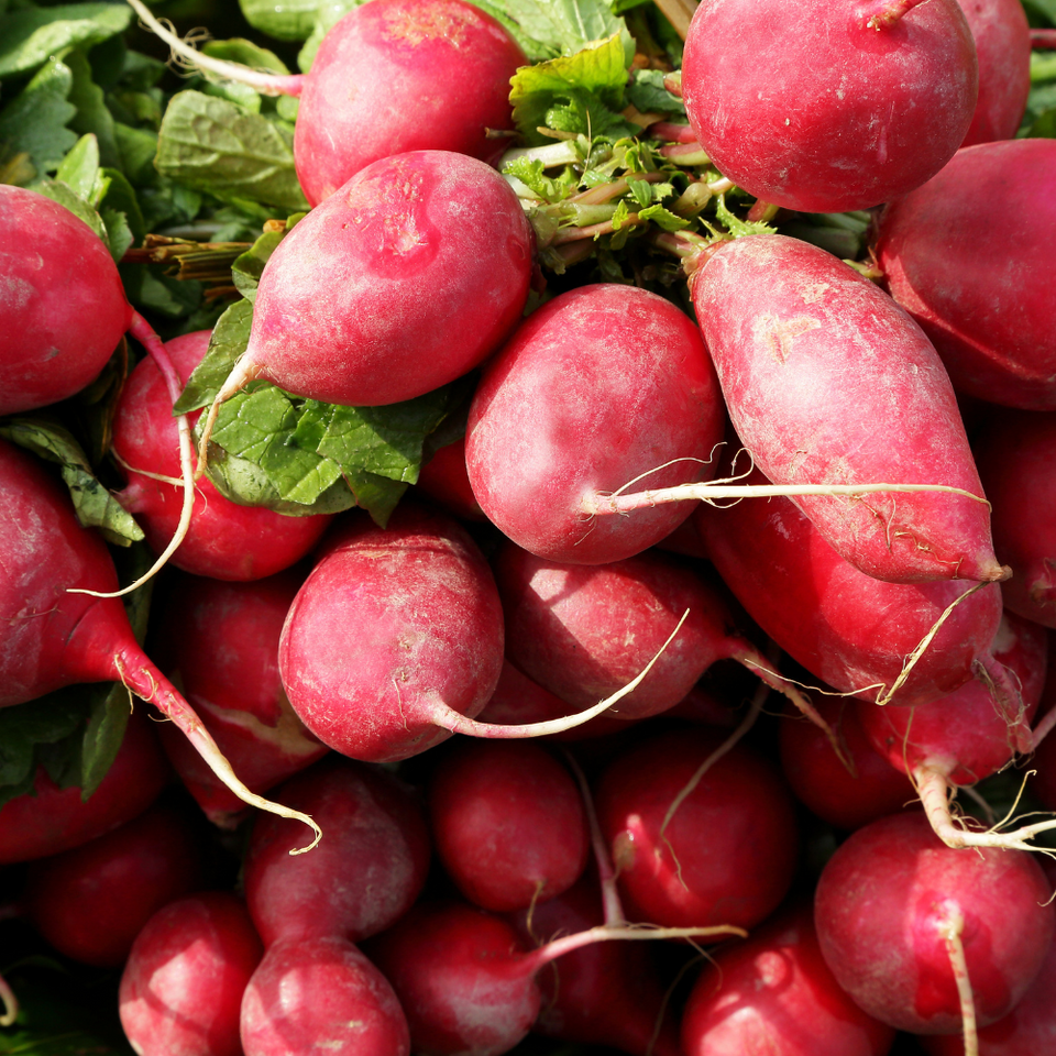 Buy Radish Cherry Belle Seeds | J. Parker's Dutch Bulbs