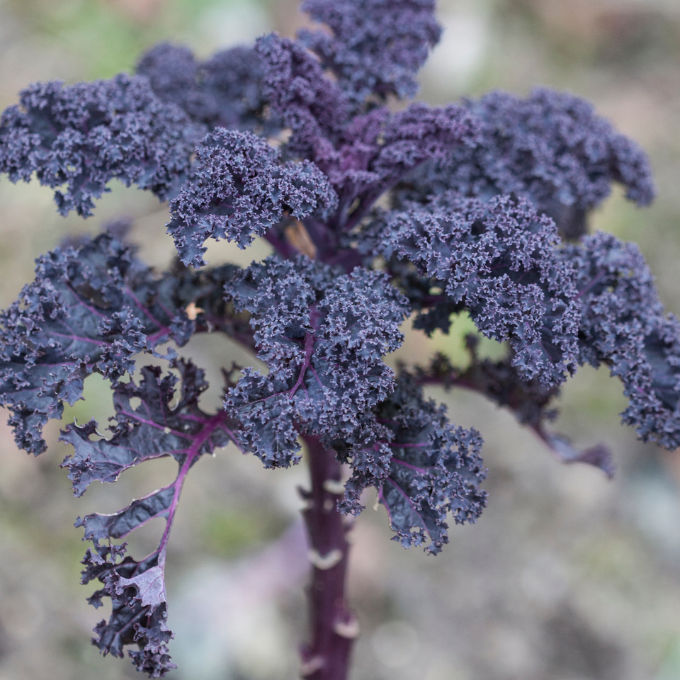 Buy Kale Scarlet | J. Parker's