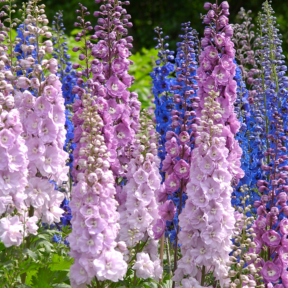 Buy Larkspur Giant Imperial Mix | J. Parker's