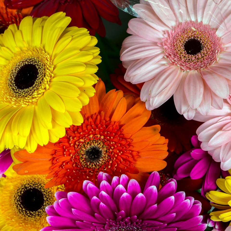 Buy Gerbera Jamesonii Hybrid Mix | J. Parker's
