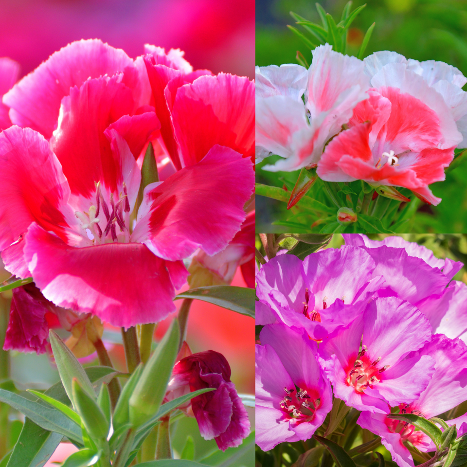 Shop Clarkia Double Mixed | J. Parker's