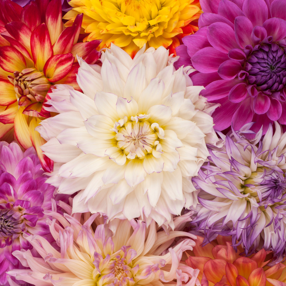 Shop Dahlia Dandy Mix | J. Parker's