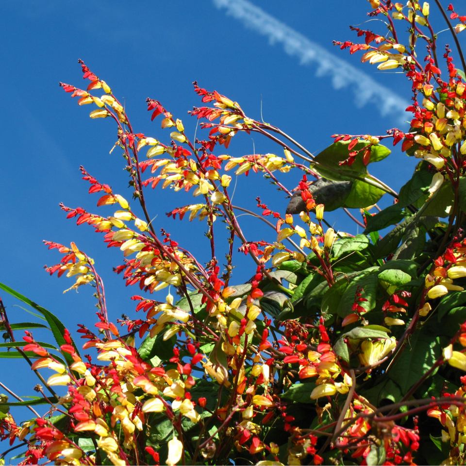 Buy Mina Lobata Jungle Queen | J. Parker's