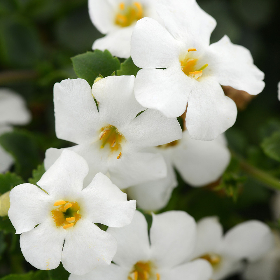 Shop Bacopa Megacopa White | J. Parker's