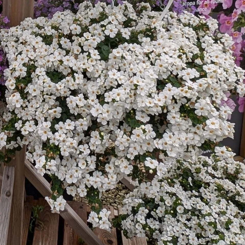 Shop Bacopa Megacopa White | J. Parker's
