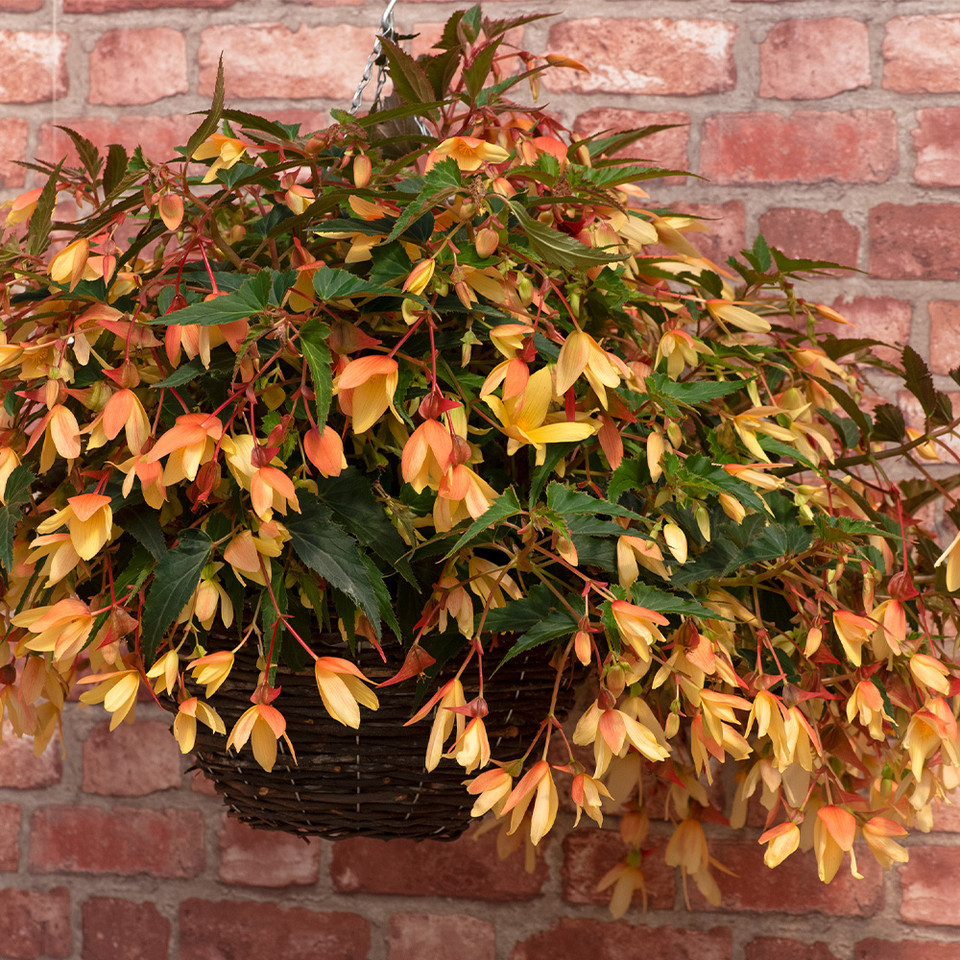 Shop Begonia Starshine Calypso | J. Parker's
