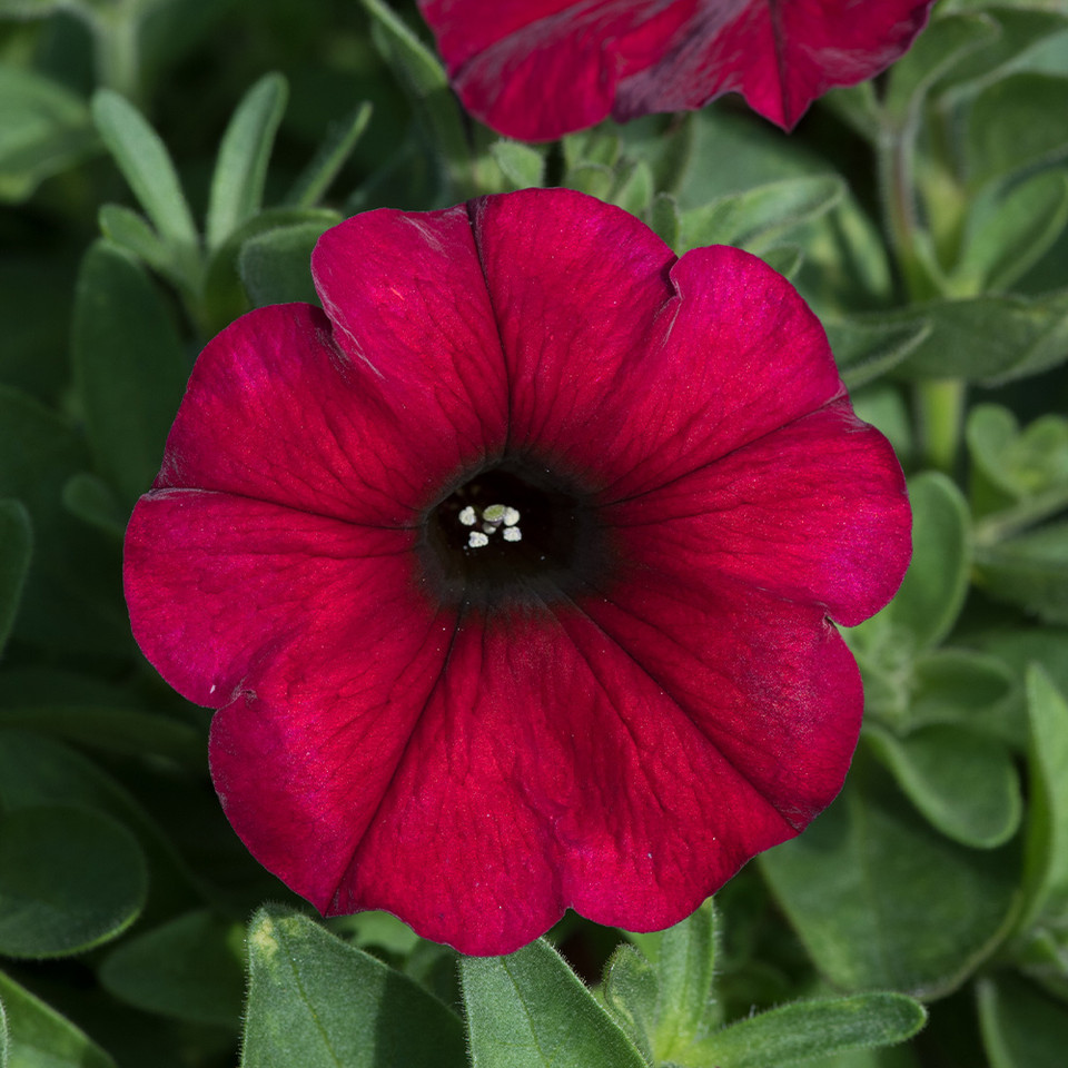 Shop Petchoa Beautical Bordeaux | J. Parker's