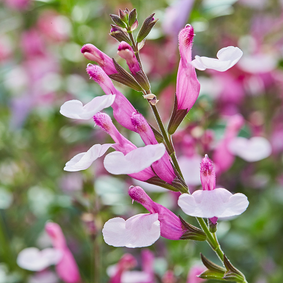 Shop Salvia greggii Joy | J. Parker's