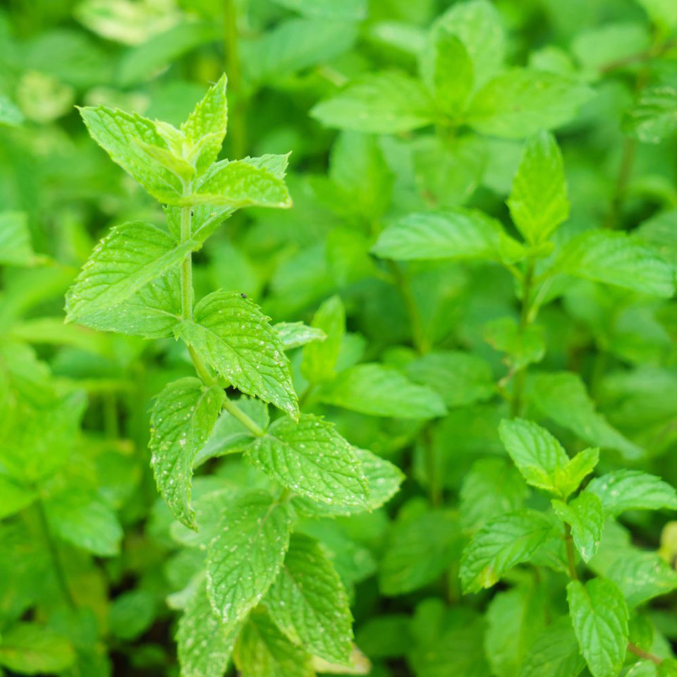 Shop Herb Spearmint Seeds | J. Parker's Shop Herb Spearmint Seeds | J. Parker's