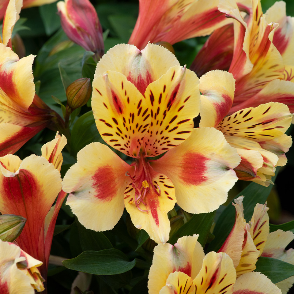 Alstroemeria Inticancha Sunset (Compact Habit) - JParkers