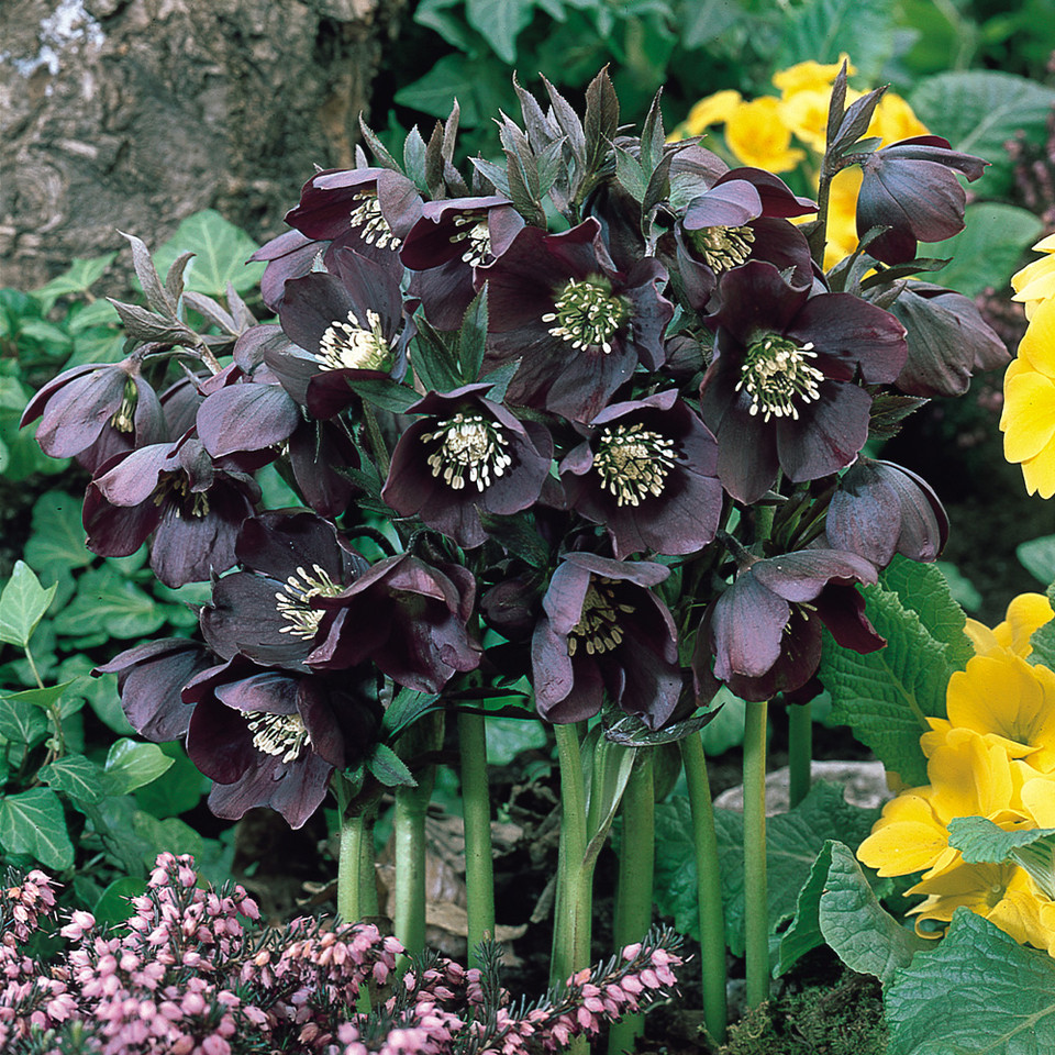 Shop Helleborus Single Black | J. Parker's