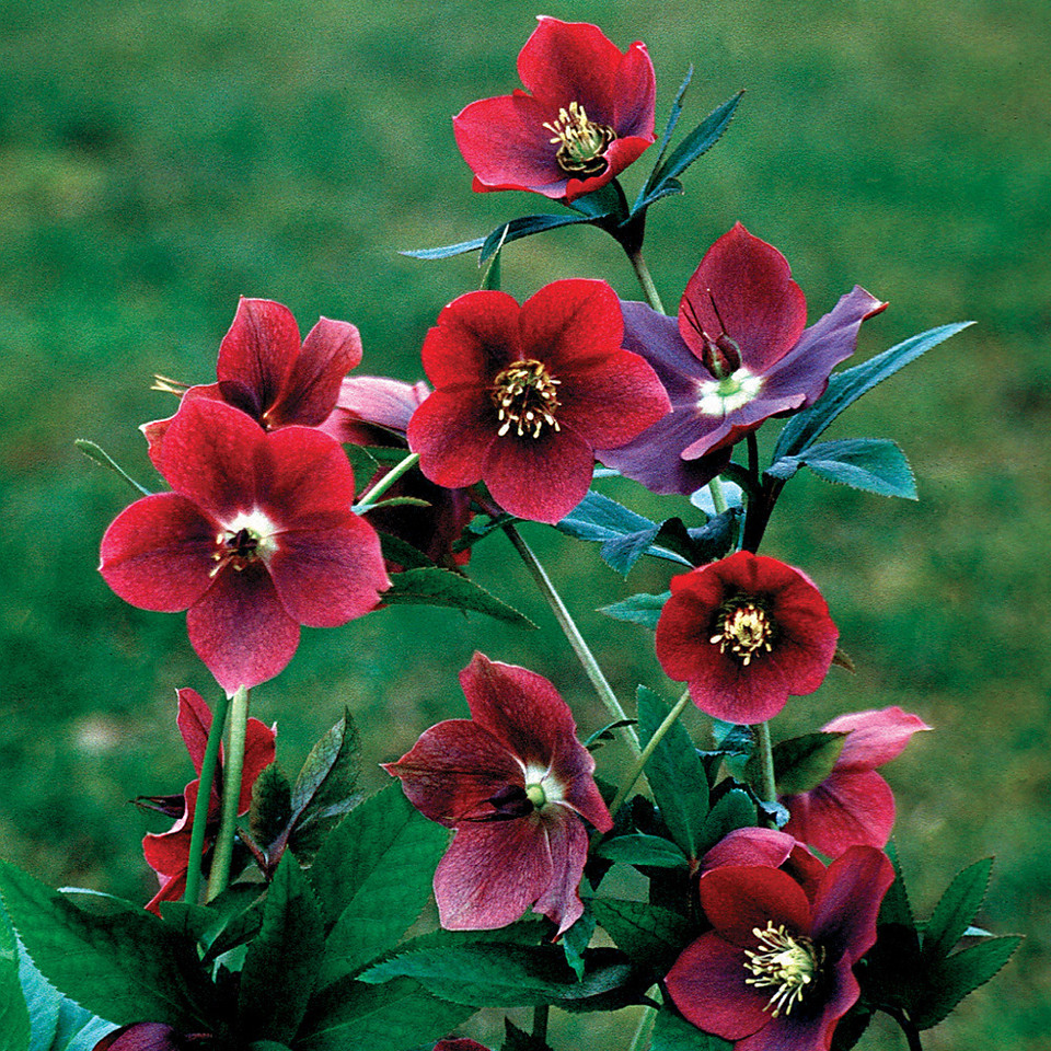 Shop Helleborus Single collection | J. Parker's
