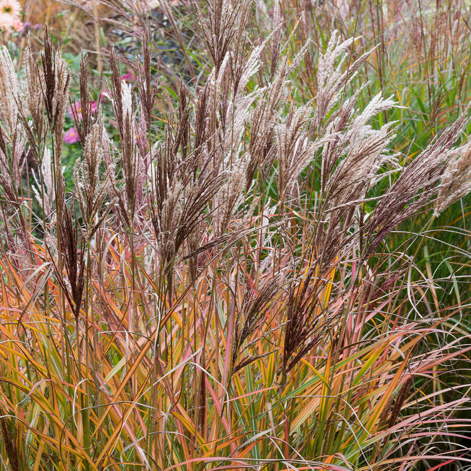 Shop Miscanthus sinensis 'Gracillimus' | J. Parker's