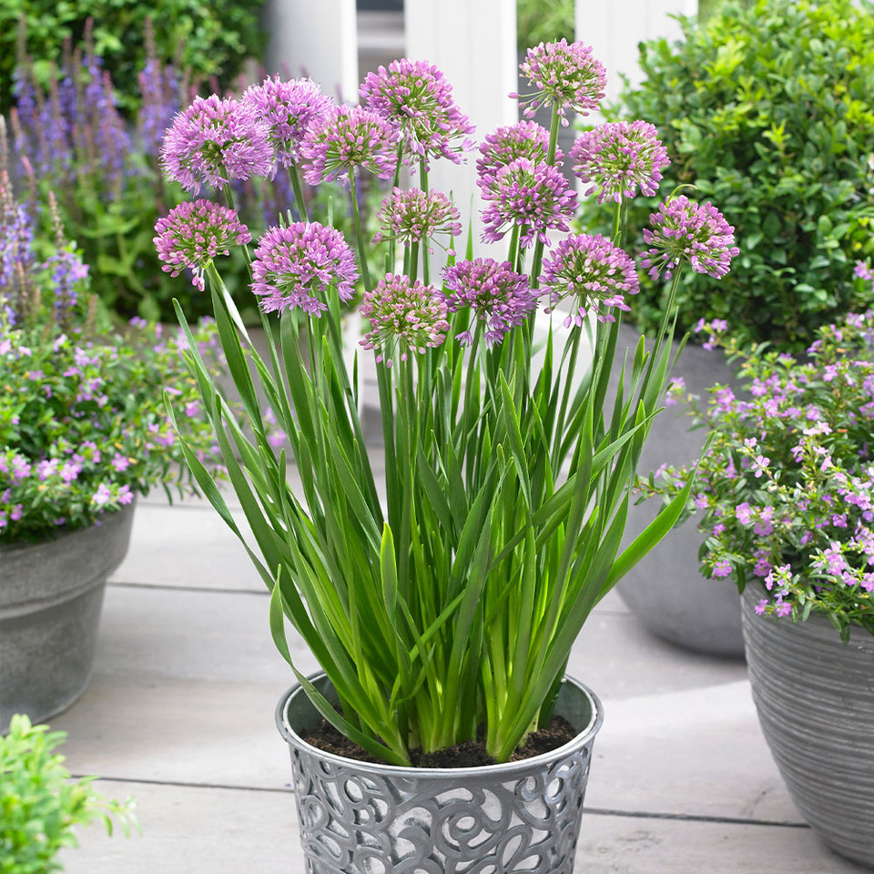 Shop Allium Millennium Potted J Parkers