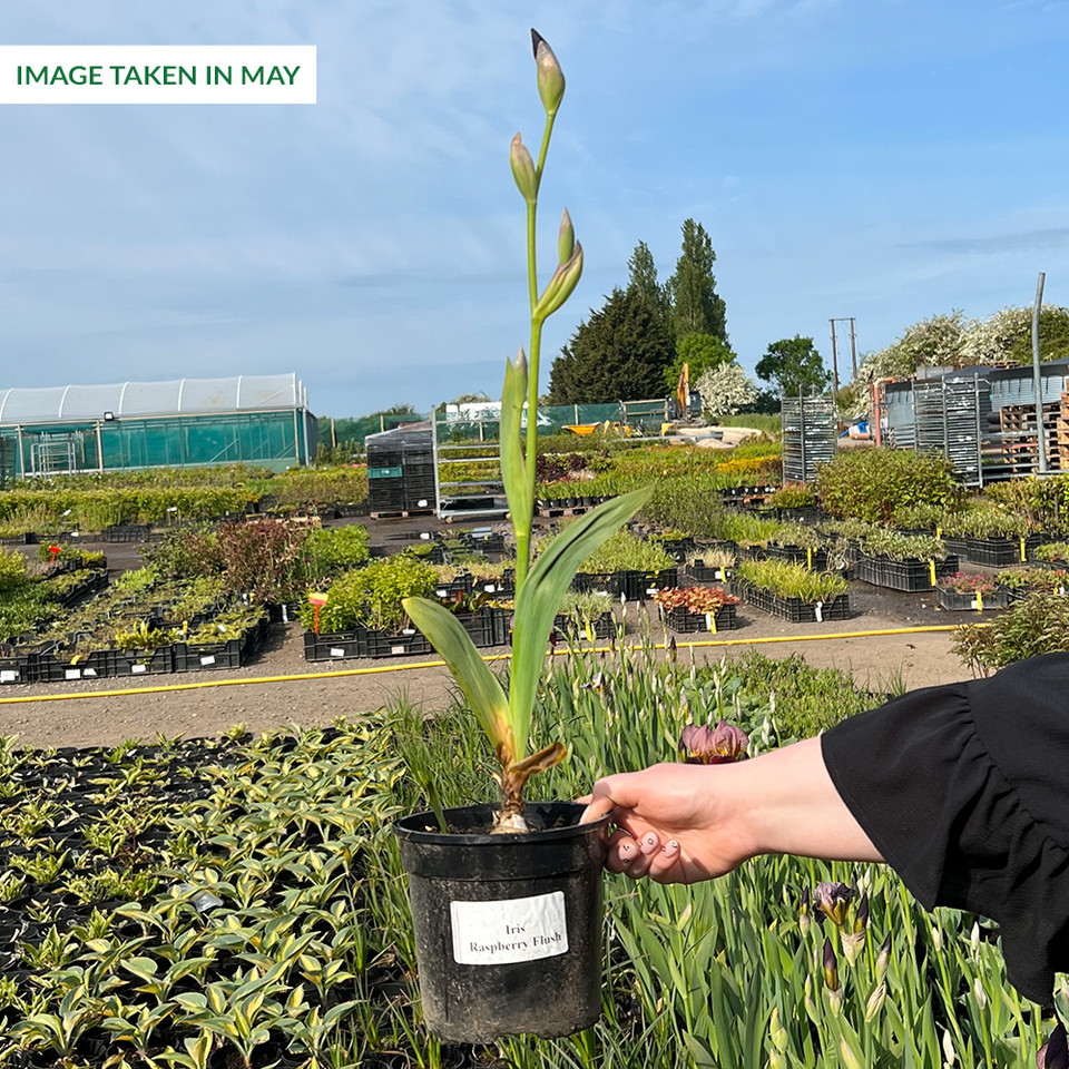 Shop Iris germanica 'Raspberry Flush' Potted | J. Parker's