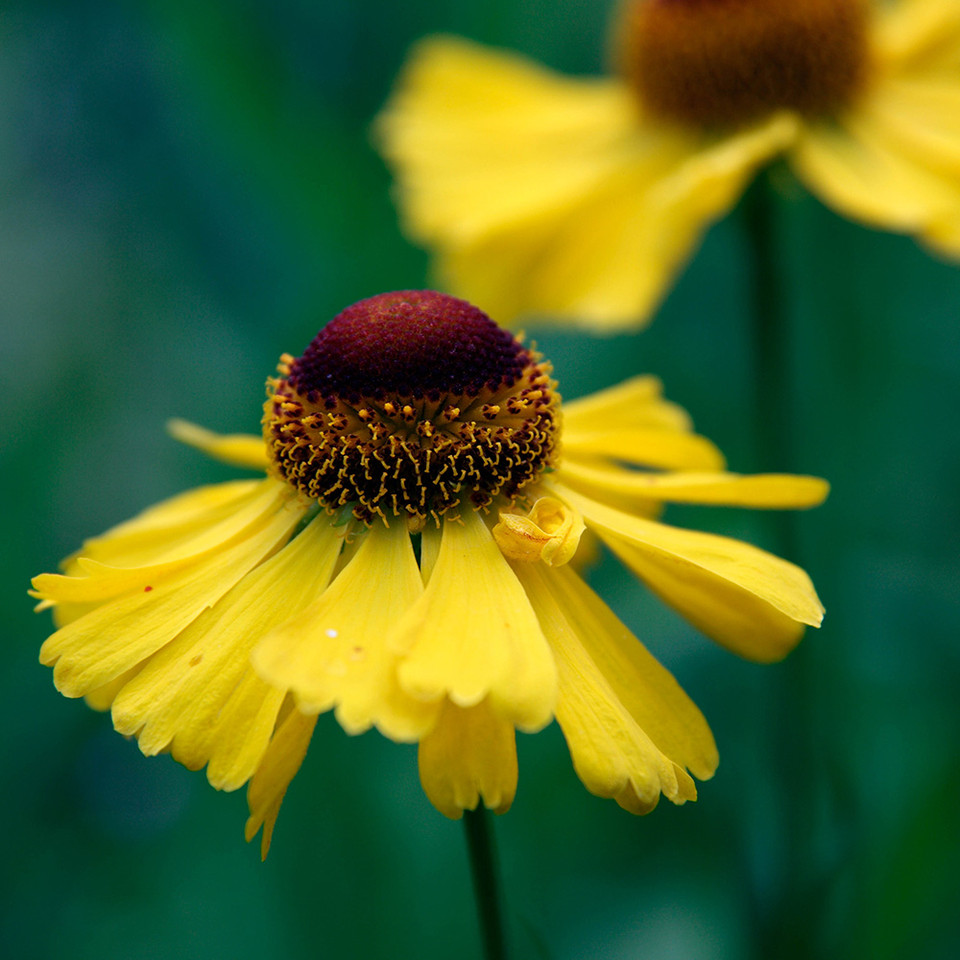 Shop Helenium puberulum 'Wesergold' | J. Parker's