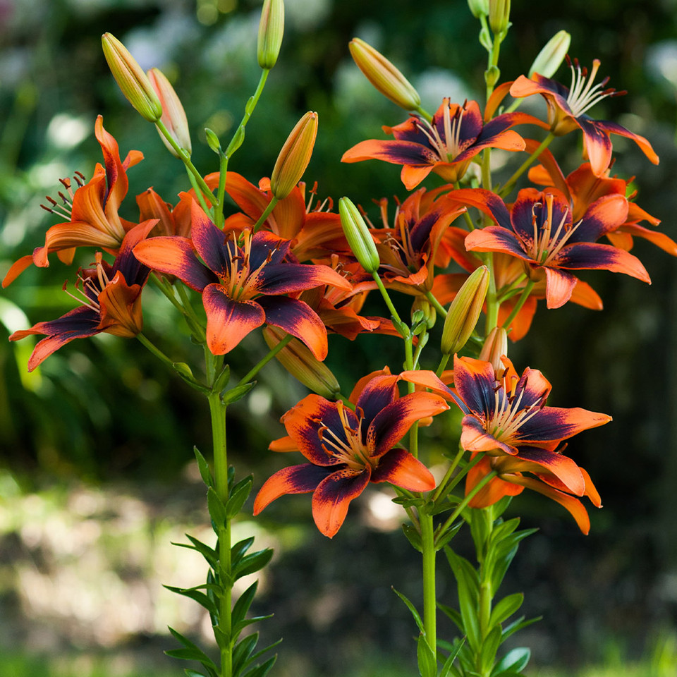 Buy Lilium Twosome at jparkers.co.uk