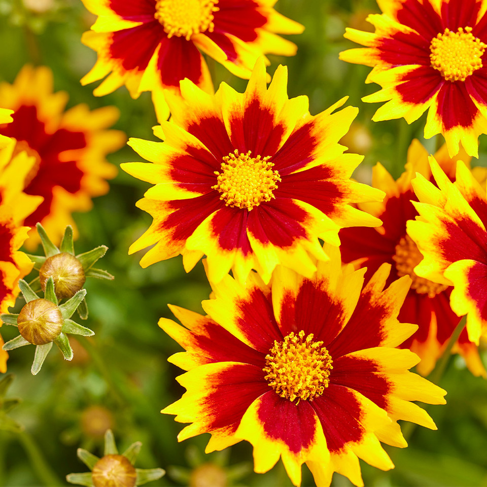 Buy Coreopsis Solar Jewel at jparkers.co.uk