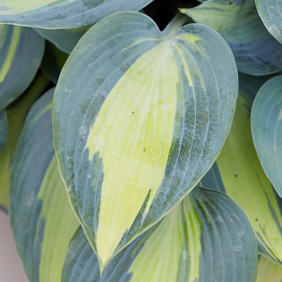 Buy Hosta Catherine at jparkers.co.uk