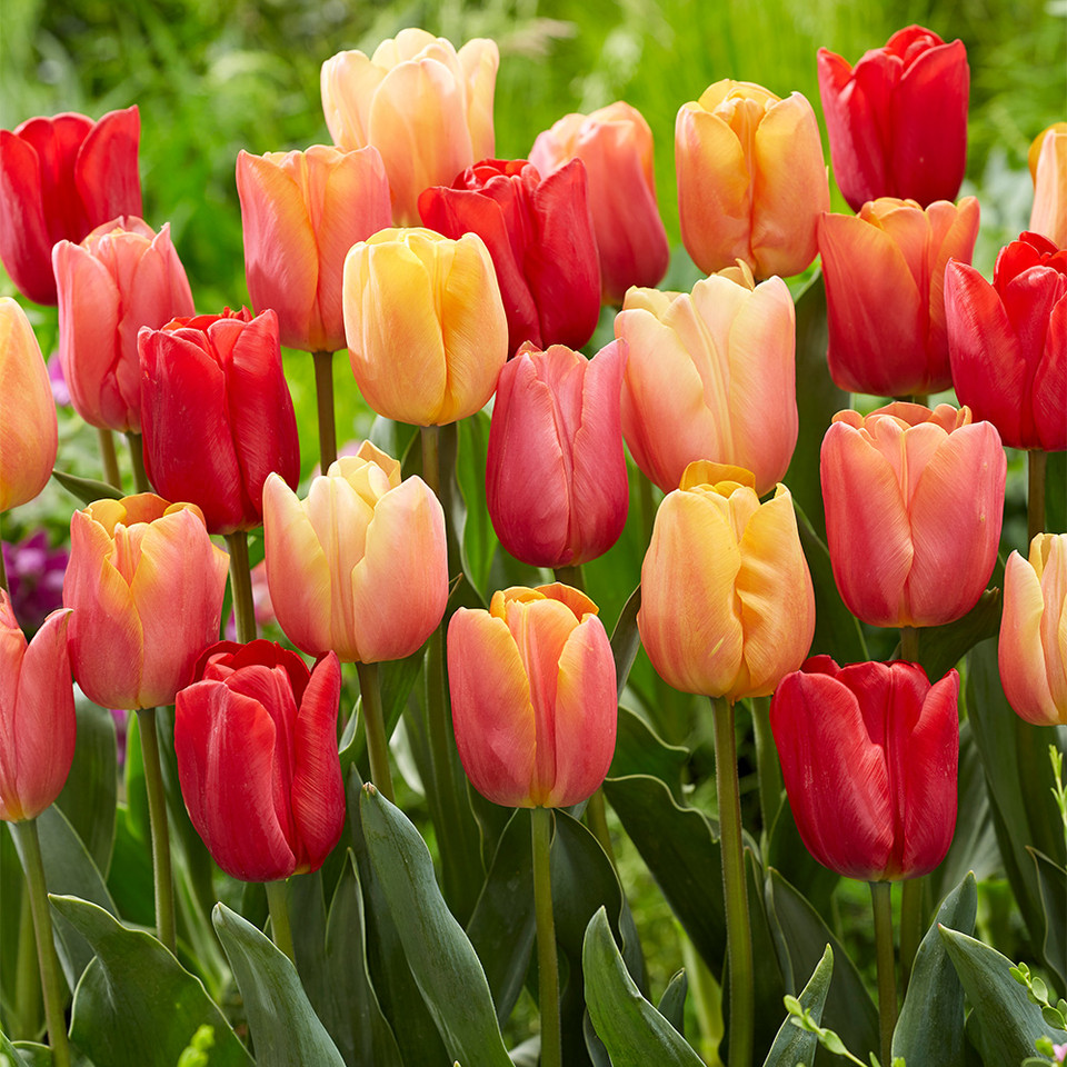 Buy Tulip Jimmy Mix at jparkers.co.uk