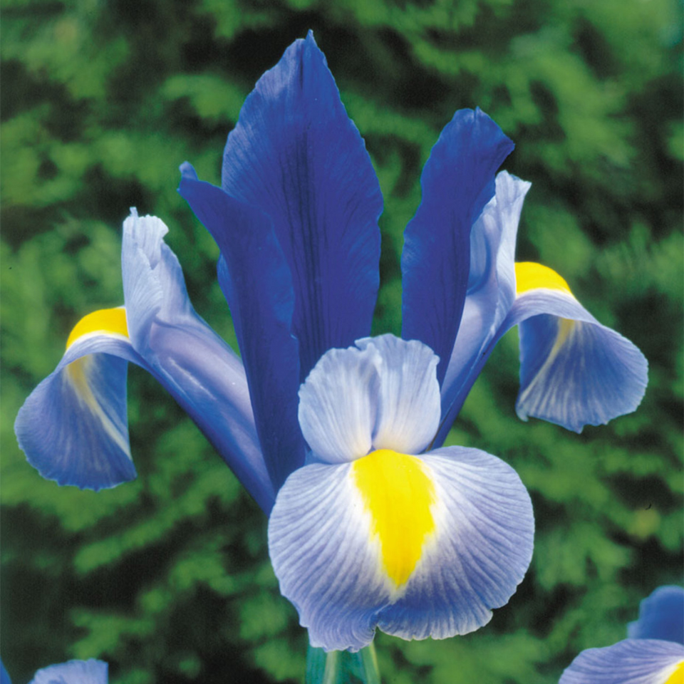 Buy Iris Dutch Unusual Collection at jparkers.co.uk