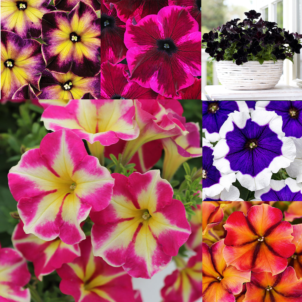 Buy Petunia Crazytunia Collection for less with J. Parker's