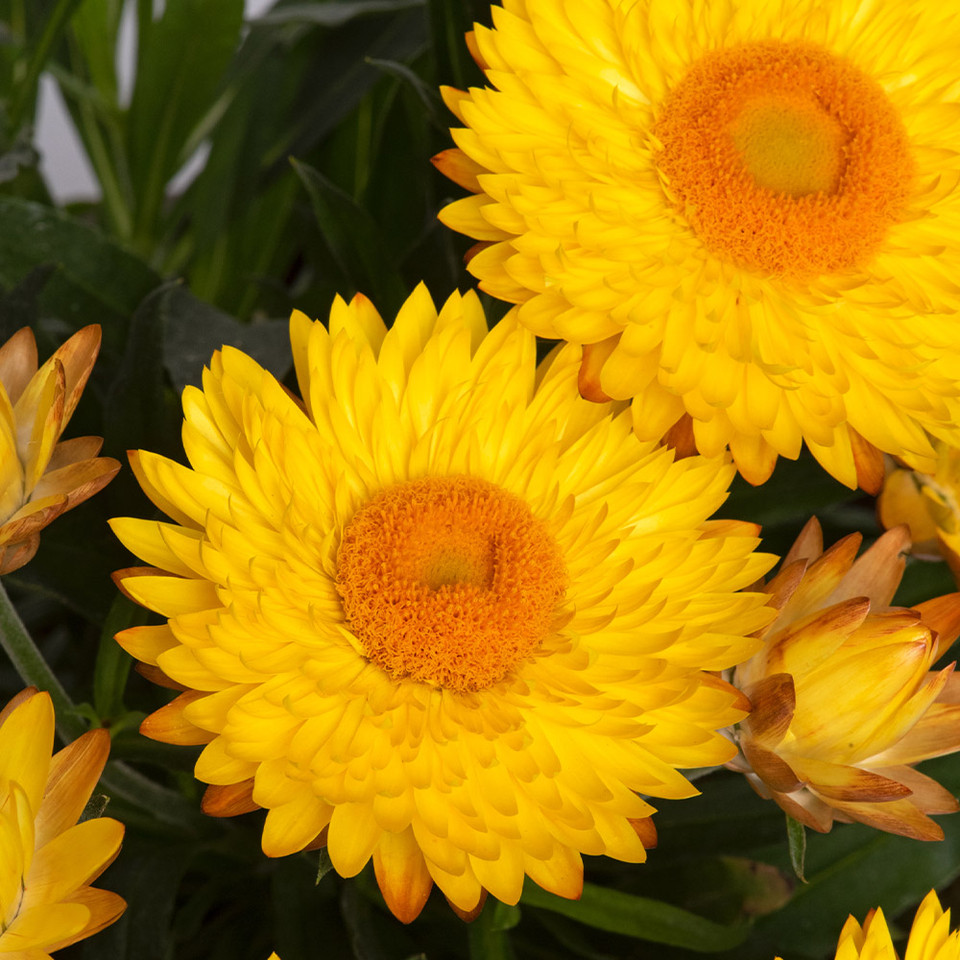 Buy Bracteantha Crispy Yellow (Xerochrysum) for less with J. Parker's