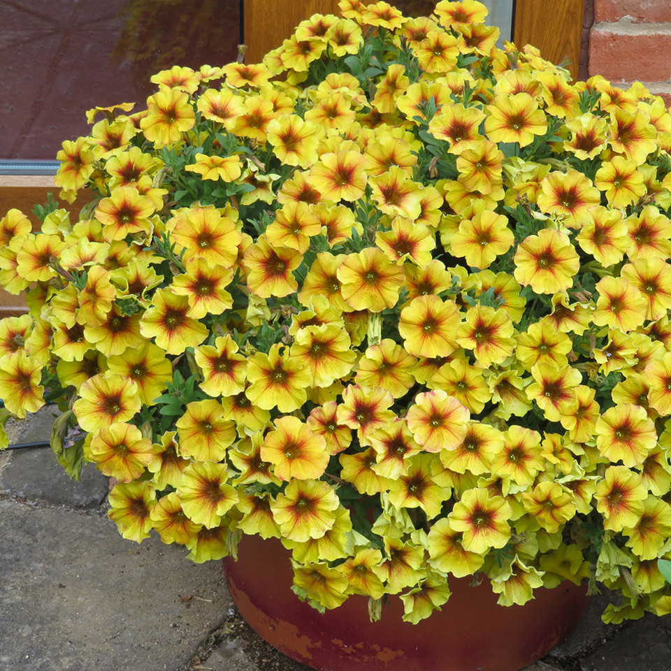 Buy Petchoa Beautical Caramel Yellow for less with J. Parker's