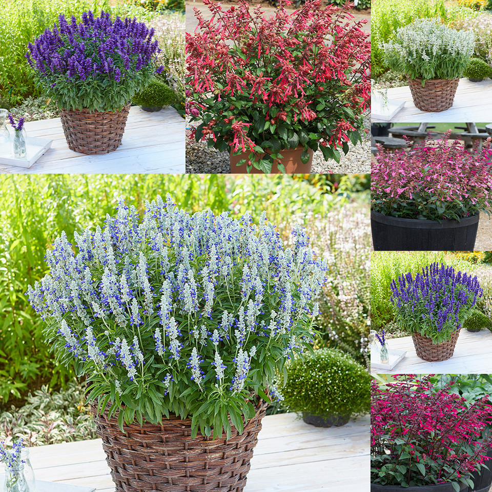Buy Salvia Summer Bedding Mix for less with J. Parker's