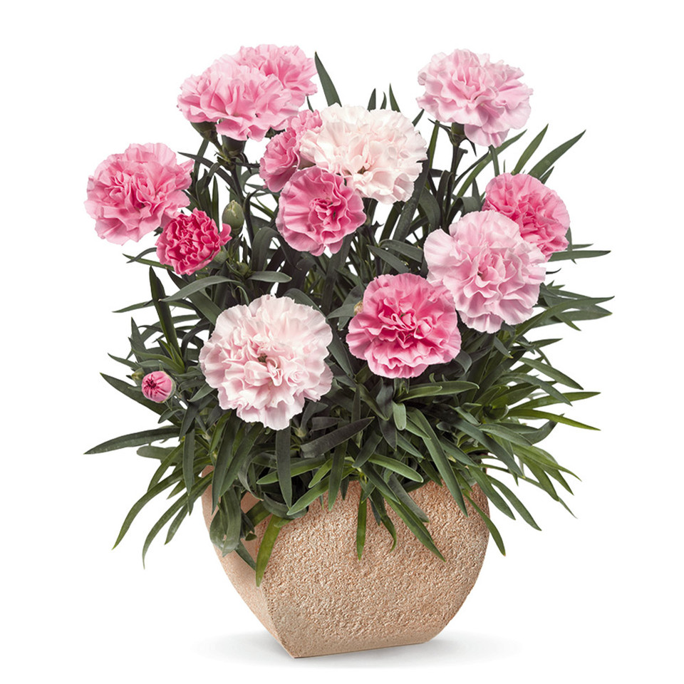 Buy Dianthus Sweet Pleasure Collection at jparkers.co.uk