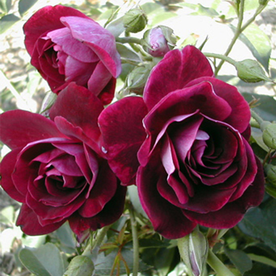Rose Burgundy Ice - JParkers