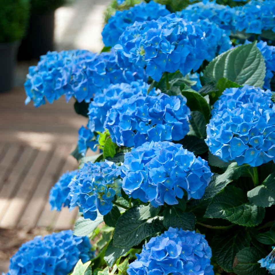 Buy Hydrangea macr. Blue Mophead at jparkers.co.uk