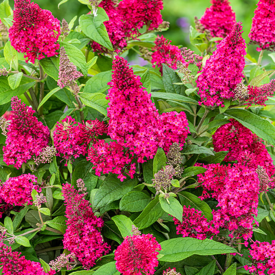 Buy Buddleja davidii Butterfly Candy Little 'Raspberry' (Red) at ...