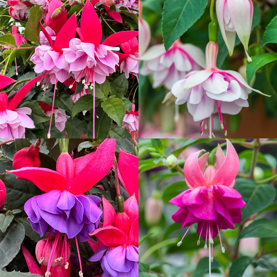 Shop Fuchsia Patio Dancer Collection | J. Parker's