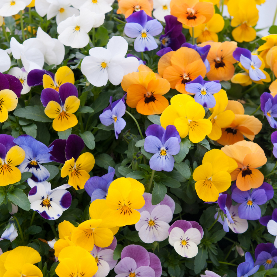 Buy Viola Large Flower Mix at jparkers.co.uk