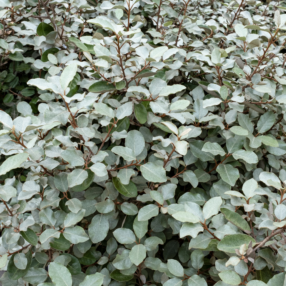 Buy Elaeagnus x ebbingei 'Compacta' at jparkers.co.uk