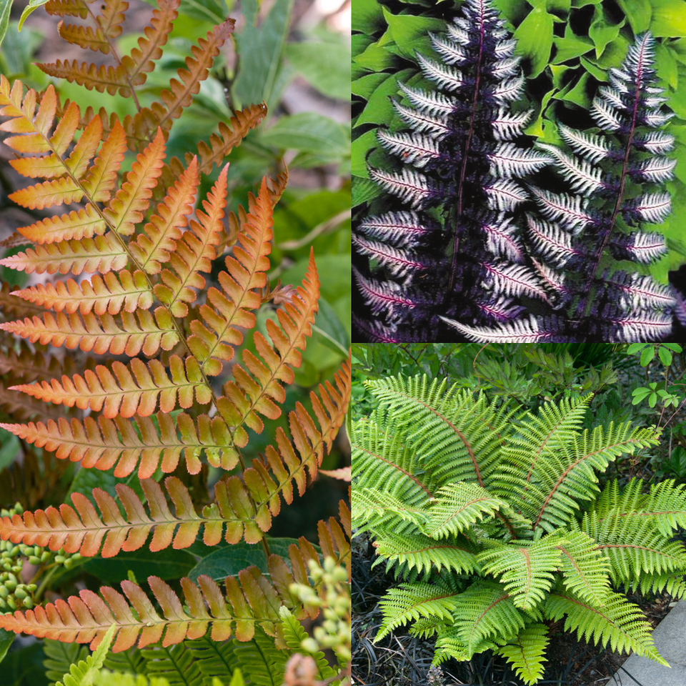 Shop Bestsellers Fern Collection (Exotic Ferns) | J. Parker's