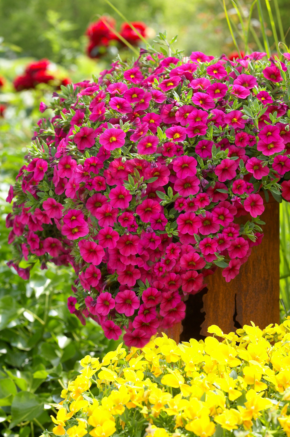 Million Bells Deep Pink | J Parker Dutch Bulbs