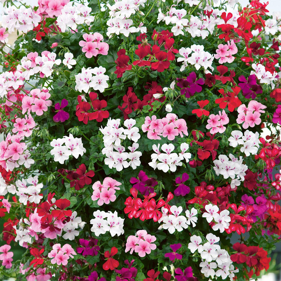 Geranium Single Trailing White | J Parker Dutch Bulbs