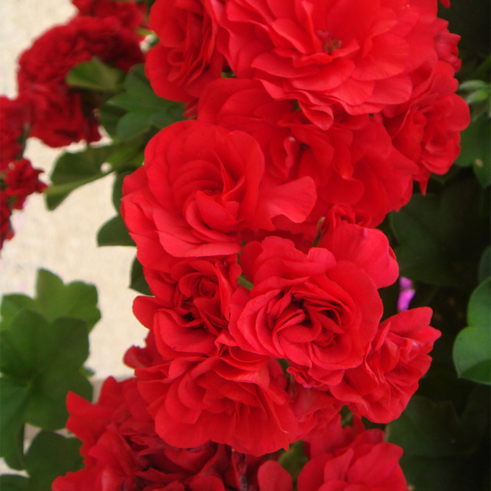 Geranium Double Trailing Red | J Parker Dutch Bulbs