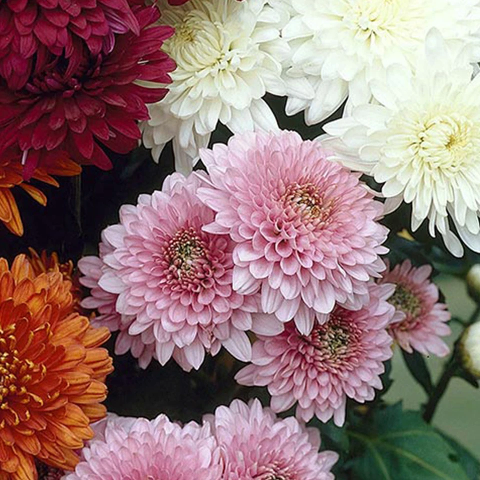 Chrysanthemum Rose Gompie - JParkers
