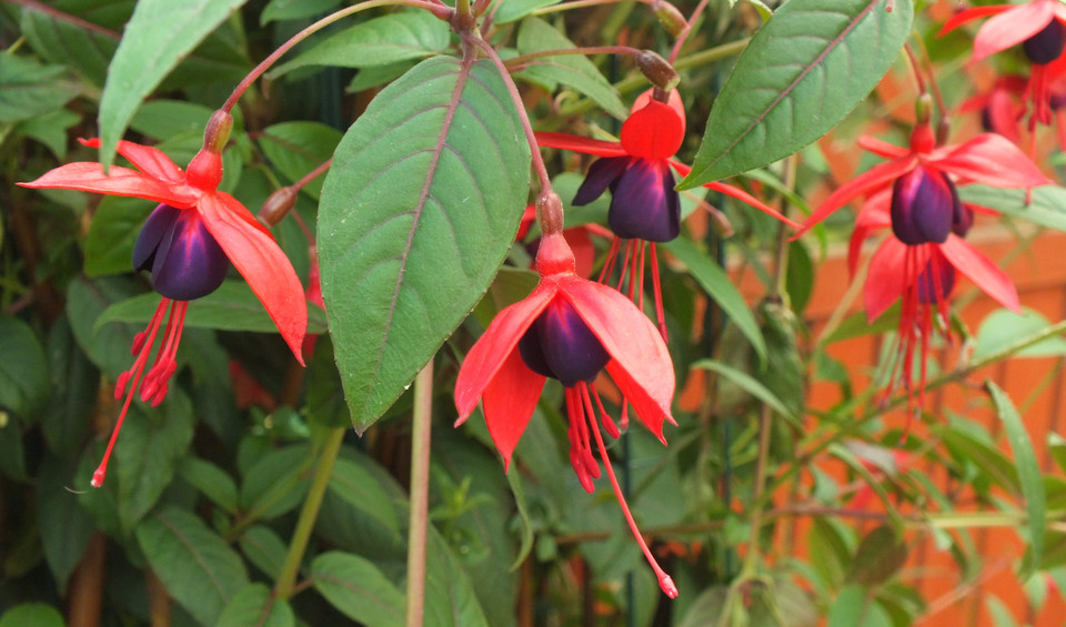 Buy Fuchsia Lady Boothby Plants | J Parker Dutch Bulbs