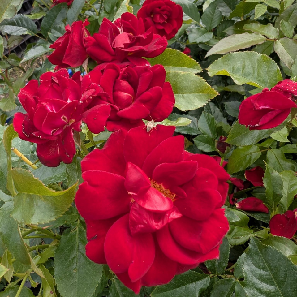 Rose Moment in Time | J Parker Dutch Bulbs