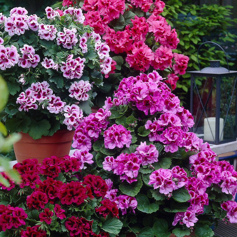 Shop Geranium Regal Mixed from J. Parker's
