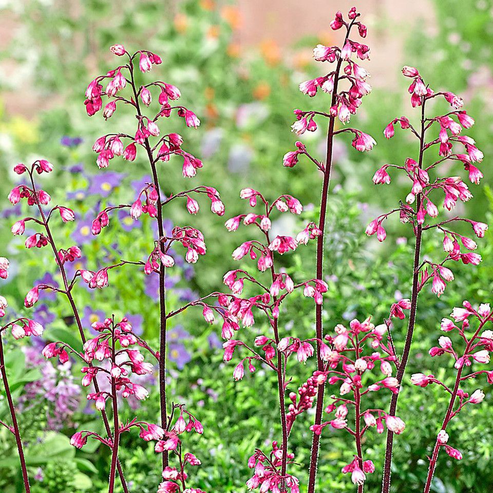 Heuchera Fire Chief - JParkers