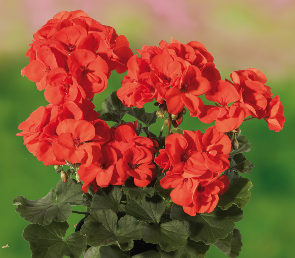 Geranium Grandeur Power Orange | J Parker Dutch Bulbs