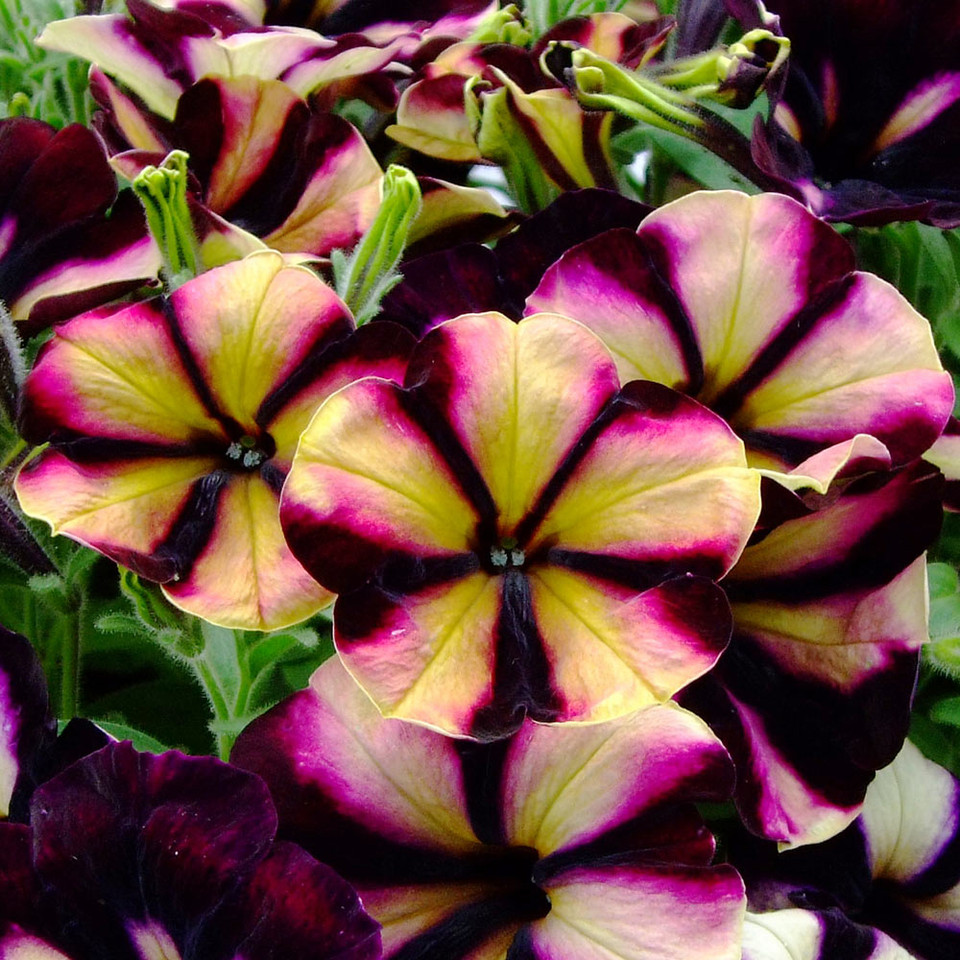 Petunia Crazytunia Pulse | J Parker Dutch Bulbs