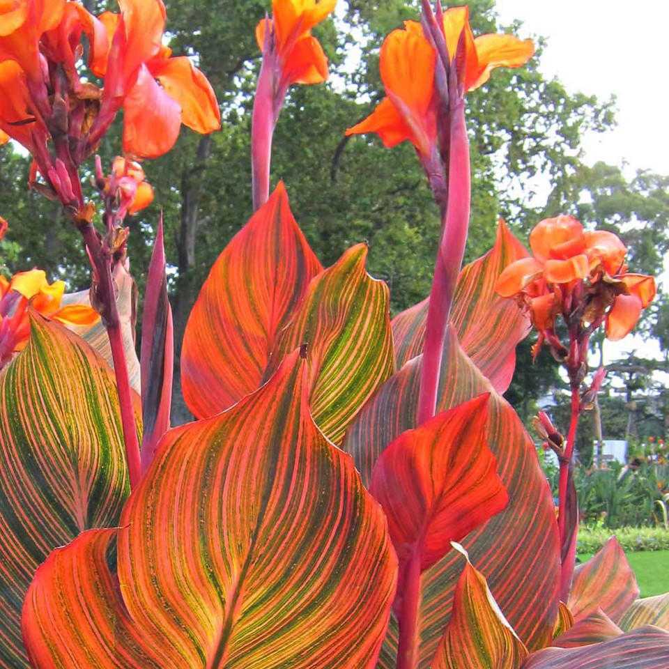 Buy Canna Tropicanna | J Parker Dutch Bulbs