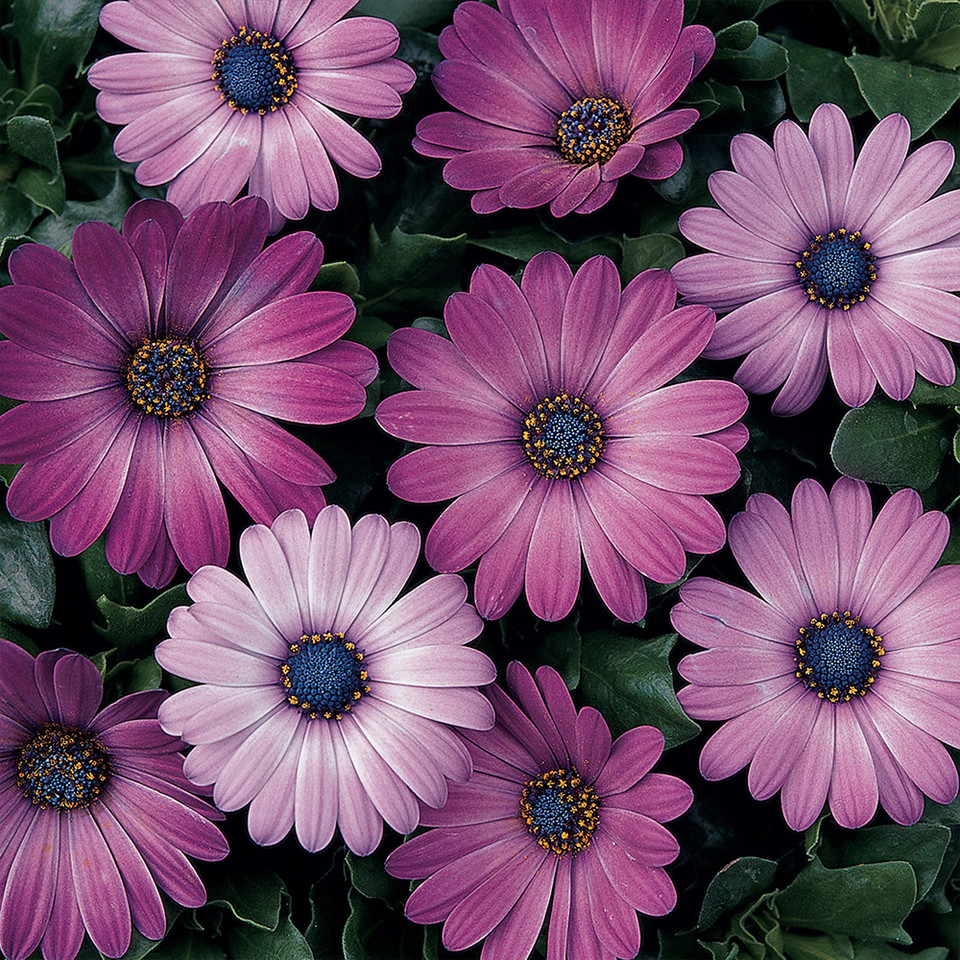 Osteospermum Serenity Pink | J Parker Dutch Bulbs